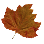 Maple Pharma